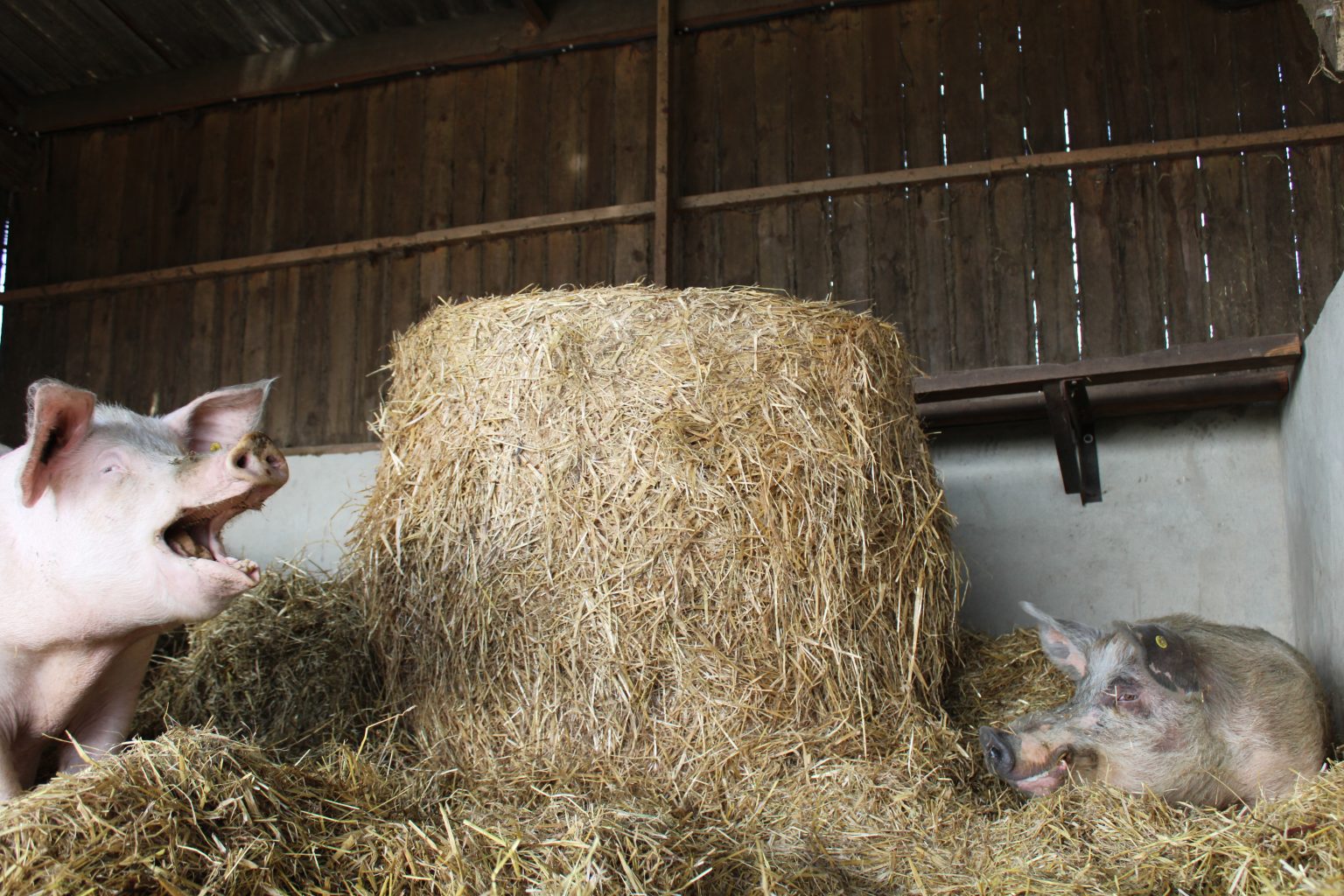 Qu'est-ce qu'un verrat ? - La ferme des Epasses
