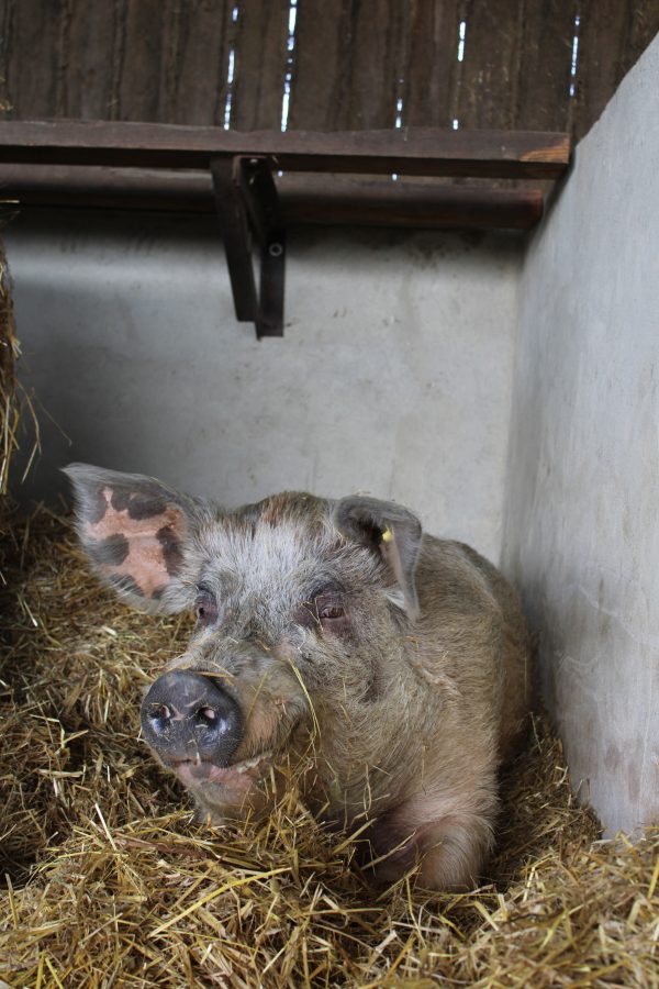 Qu'est-ce qu'un verrat ? - La ferme des Epasses