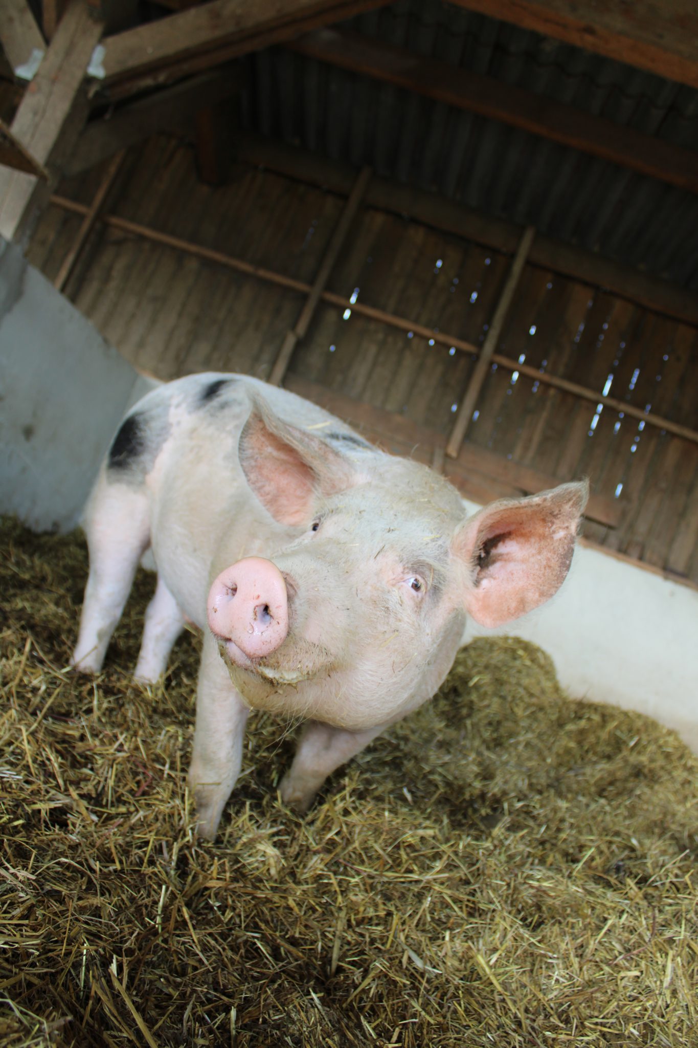 Qu'est-ce qu'un verrat ? - La ferme des Epasses
