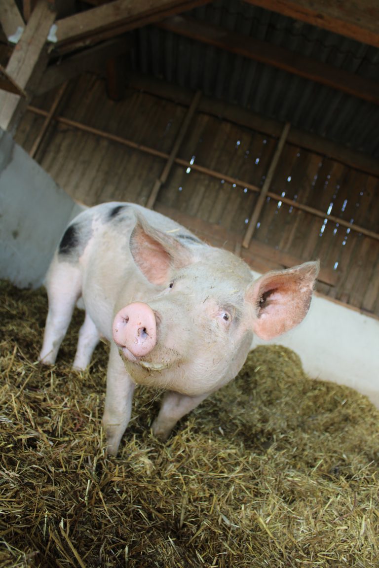 Qu'est-ce qu'un verrat ? - La ferme des Epasses