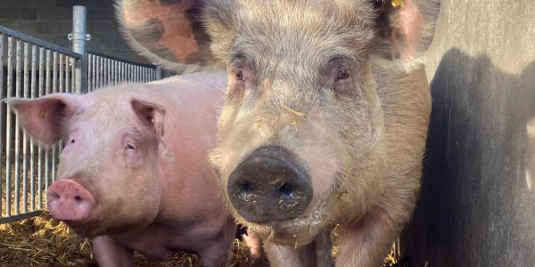 Qu'est-ce qu'un verrat ? - La ferme des Epasses